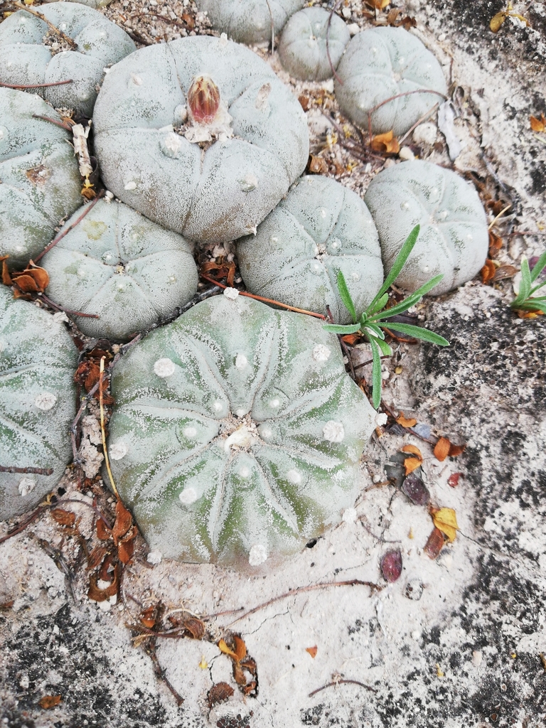 Peyote in November 2018 by Sandino Guerrero · iNaturalist
