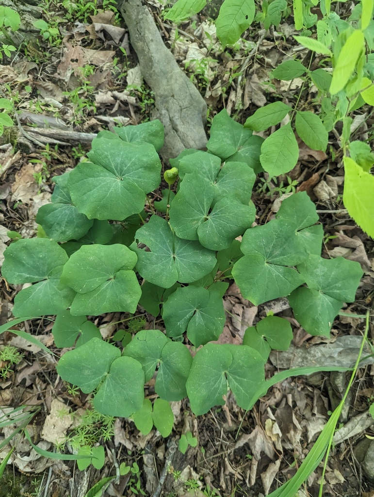 twinleaf in May 2023 by Clara Thiel · iNaturalist