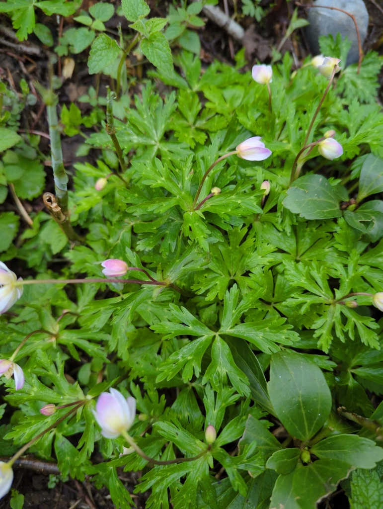 Flaccid Anemone from Azumi, Matsumoto, Nagano 390-1520日本 on May 15 ...