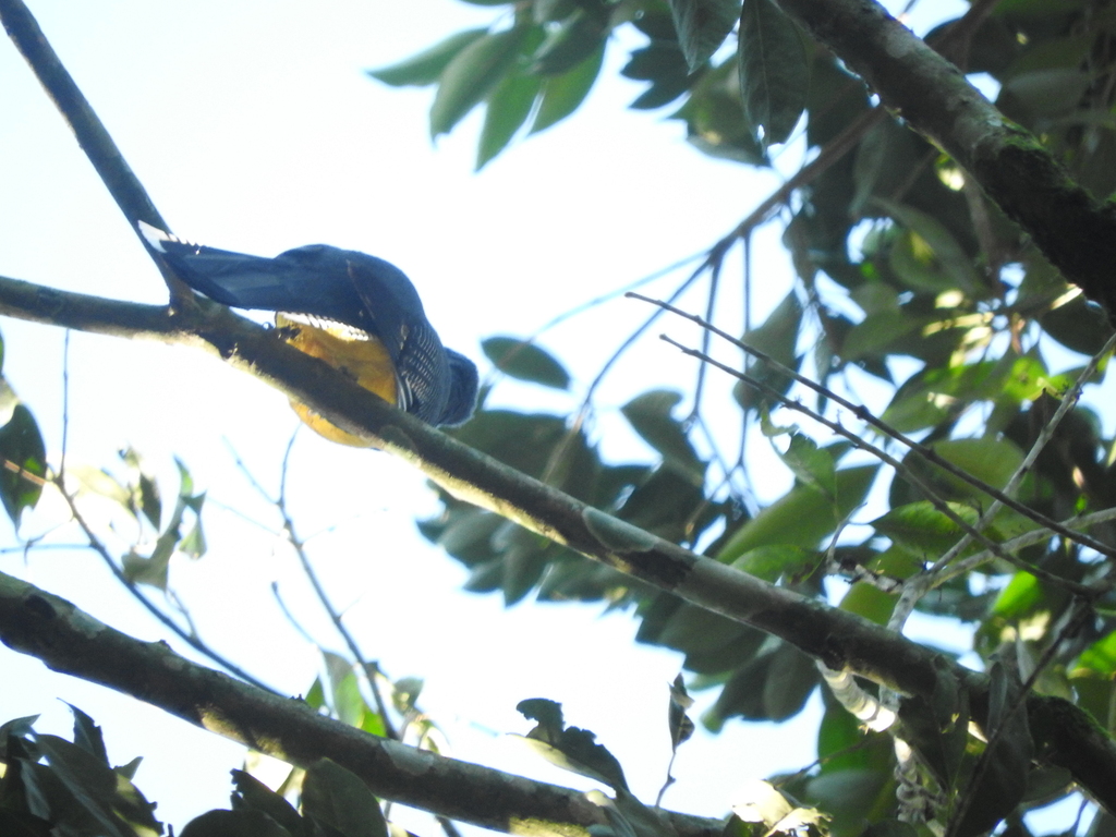 Gartered Trogon from EL JARAL, Honduras on December 16, 2022 at 08:05 ...