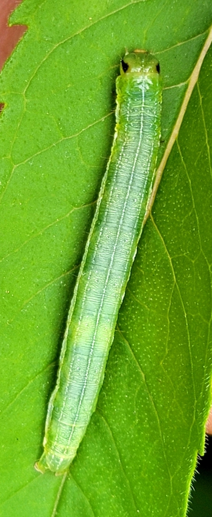 Veiled Ear Moth from Wayne on May 18, 2023 at 09:14 AM by -alaimins ...