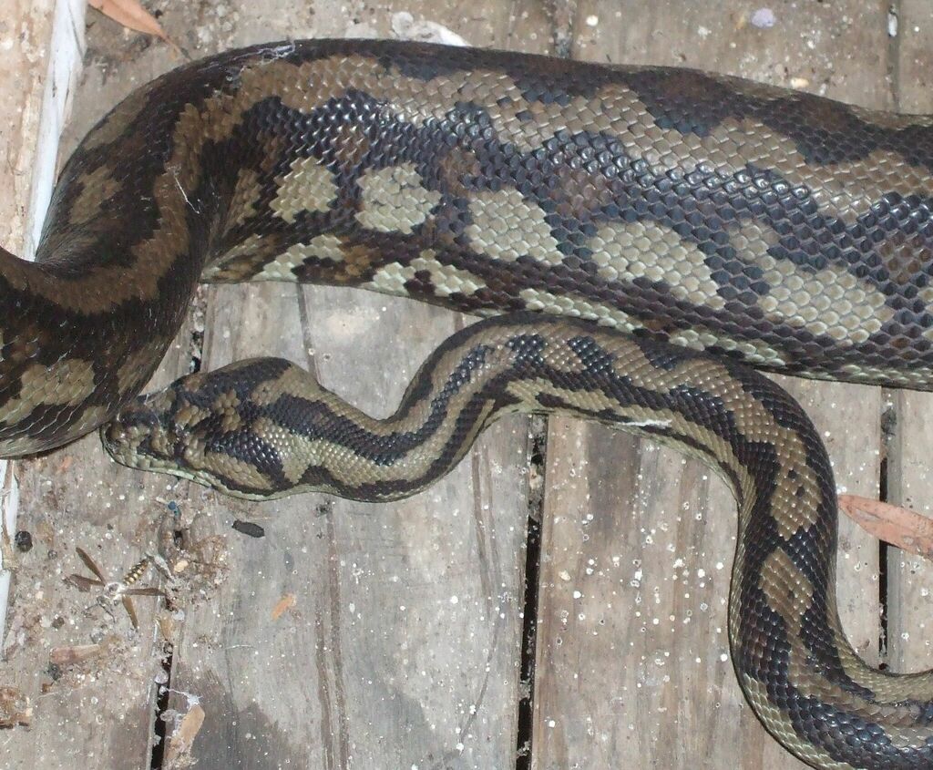 Coastal Carpet Python from Watsonville QLD 4887, Australia on November ...