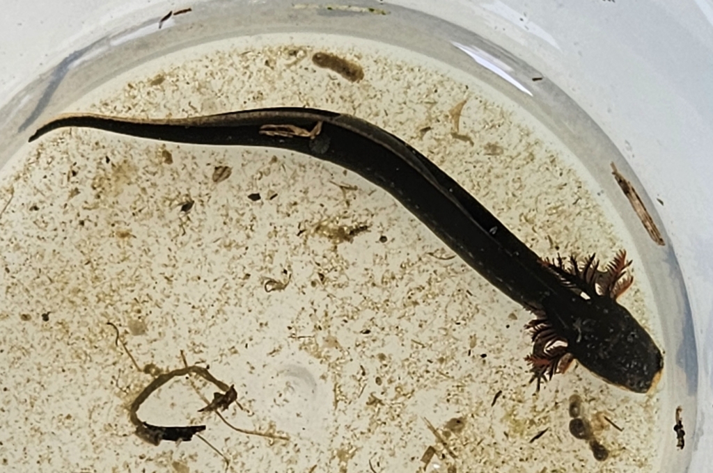 Western Lesser Siren from Cypress, IL 62923, USA on May 18, 2023 by ...