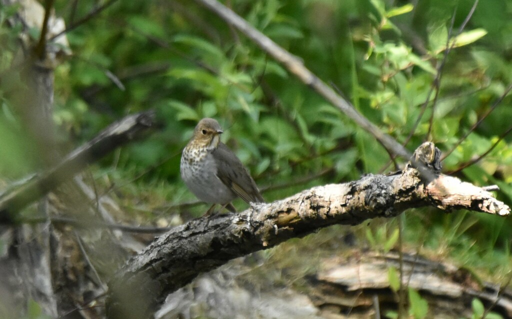 Swainson's Thrush from 2620 Harrington Rd, Akron, OH 44319, USA on May ...