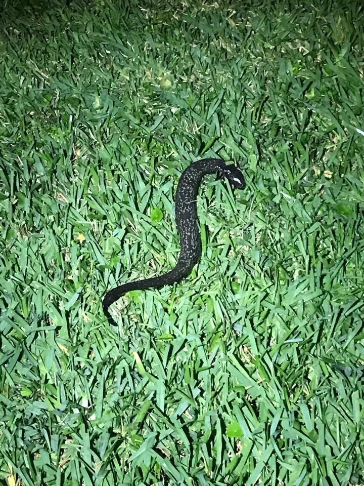 Greater Siren from Windmill Ranch Rd, Weston, FL, US on November 12 ...