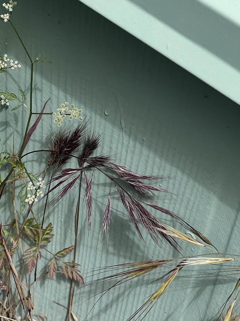 Compact Brome from Skyline High School, Oakland, CA, US on May 18, 2023 ...