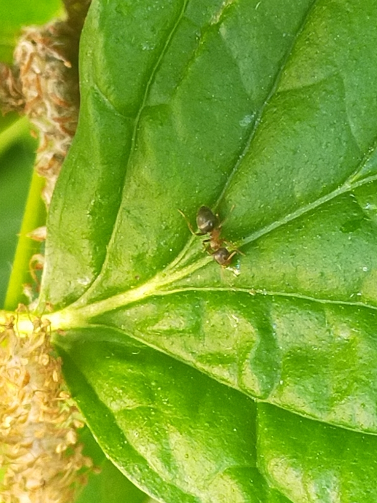 Brown Tree Ant from Innenstadt, Ahlen, Deutschland on May 18, 2023 at ...