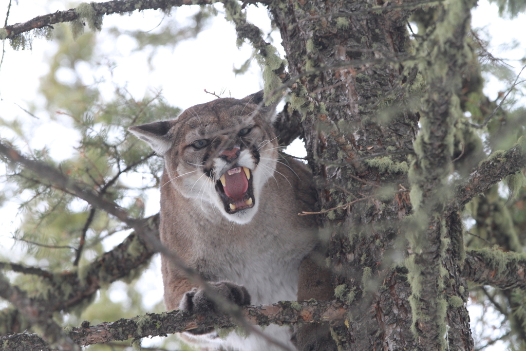 Mountain Lion from Park County, MT, USA on February 3, 2013 at 03:31 PM ...