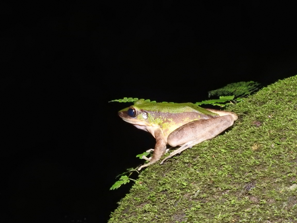 Poisonous Rock Frog from Air Terjun Way Kalam on May 14, 2023 at 09:14 ...
