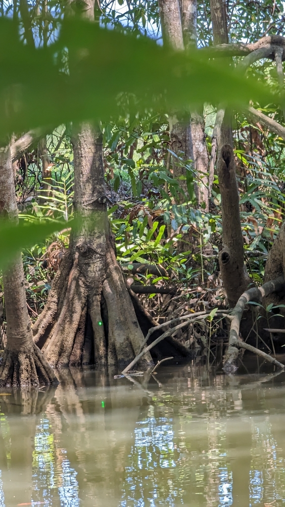 Tea Mangrove in May 2023 by Dakota Ross · iNaturalist