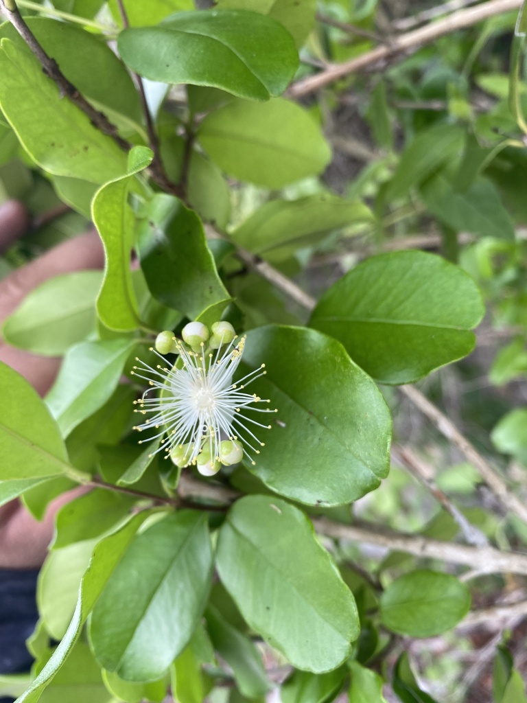 Simpson's Stopper from Soto la Marina, Tamaulipas, MX on May 17, 2023 ...