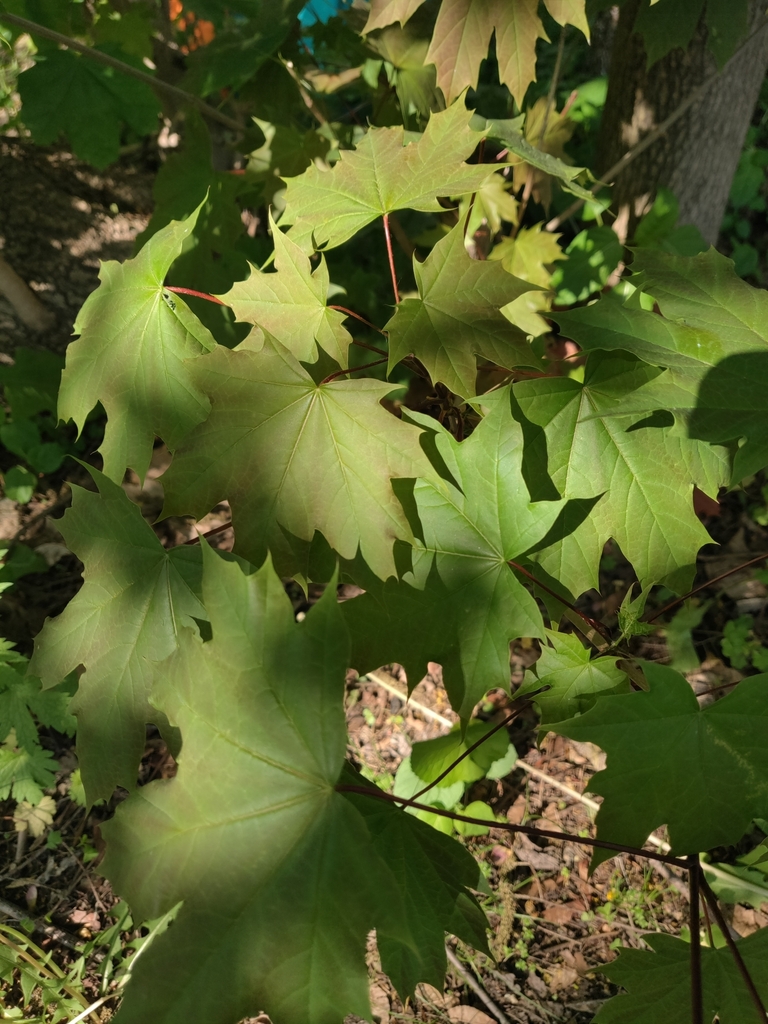 Norway maple from Glens Falls, NY 12801, USA on May 18, 2023 at 04:45 ...