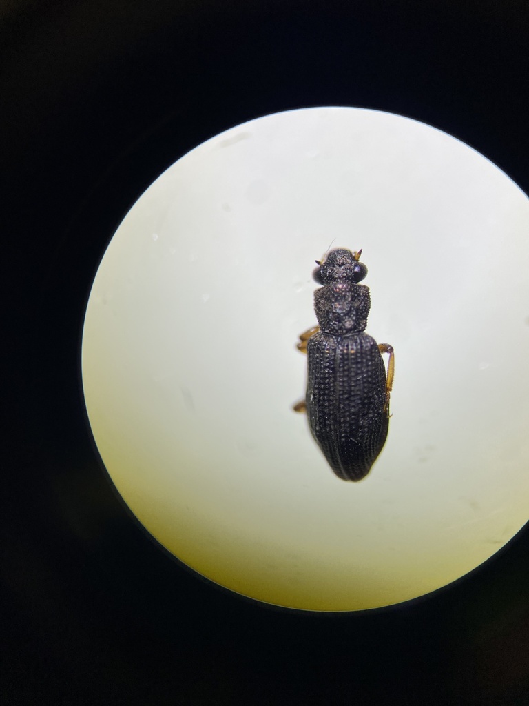 Hydrochus neosquamifer from Kisatchie National Forest, Summerfield, LA ...