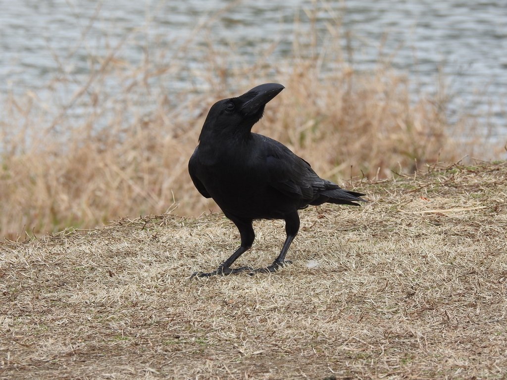 Japanese Crow from Higashiyama-ku, Quioto, Japão on February 28, 2020 ...