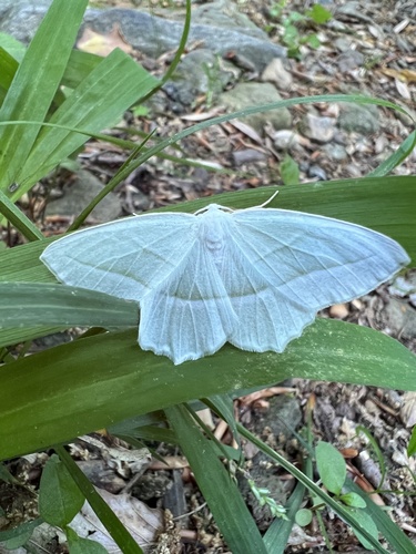 Observations by mcbue · iNaturalist