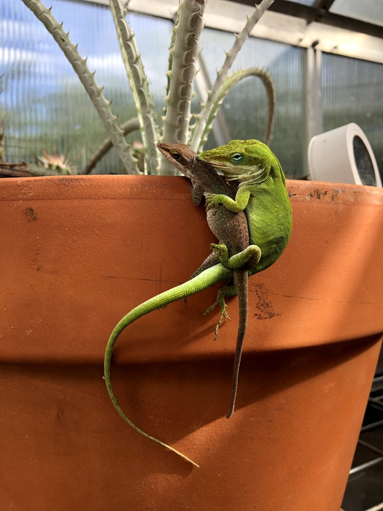 Green Anole from Cibolo, TX, USA on July 26, 2020 at 10:03 AM by ...