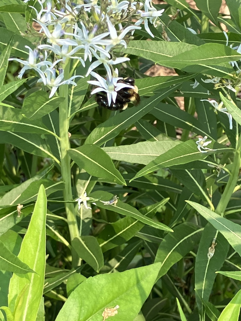 Eastern Carpenter Bee from E Centerville Rd, Columbia, IL, US on May 17 ...