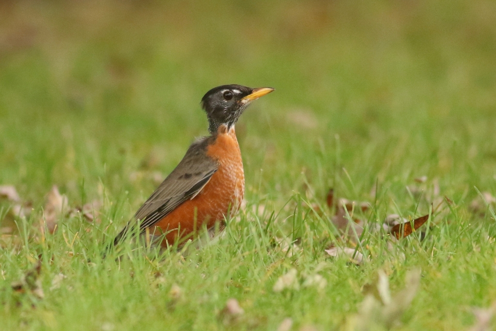American Robin from 1848 Charter Ln, Lancaster, PA 17601, USA on ...