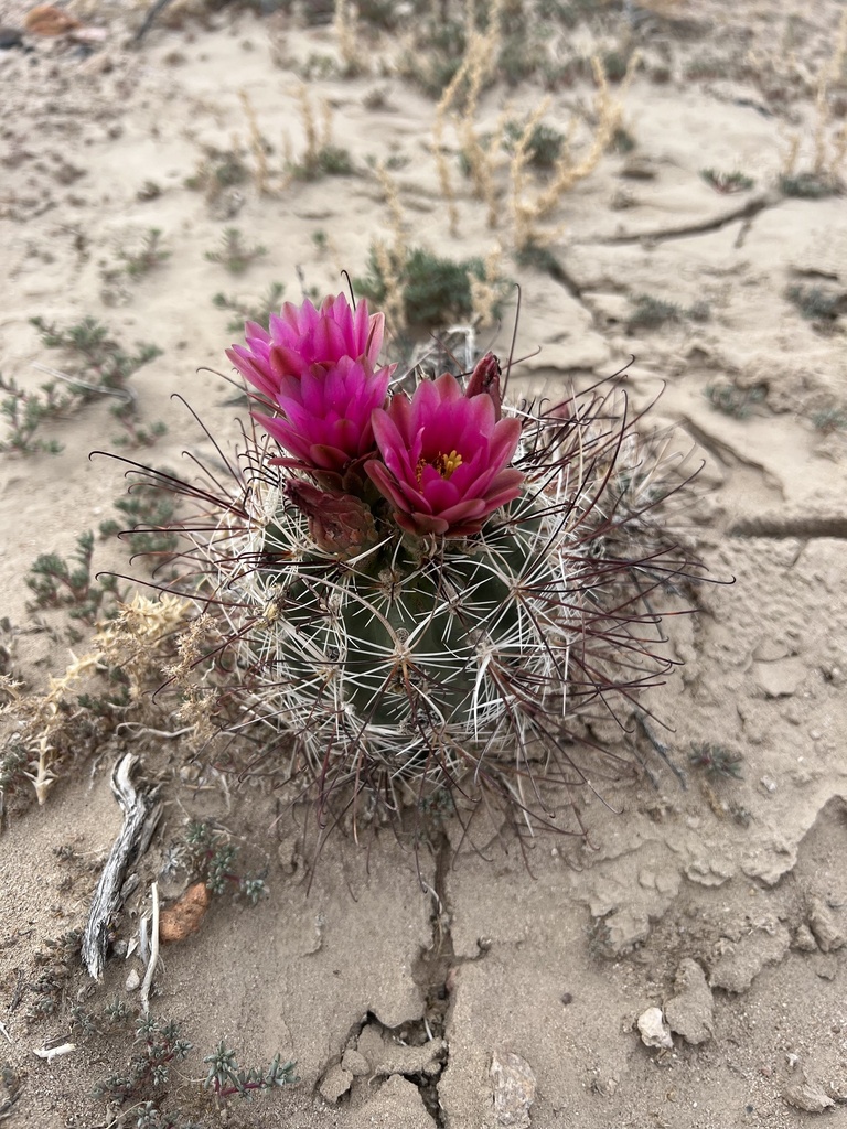 Mojave Fishhook Cactus from Dyer, NV, US on May 16, 2023 at 05:09 PM by ...