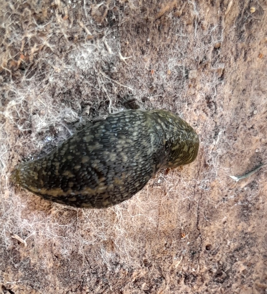 Yellow Cellar Slug from Larrea y Empalme Graneros, Rosario, Santa Fe ...