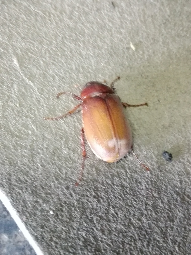 May Beetles from Sin Nombre de Col 36, Monterrey, N.L., México on May ...