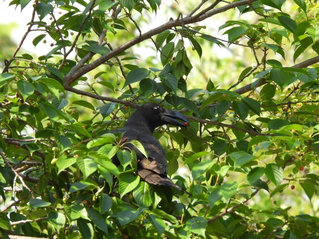 Japanese Crow from 605-0862, Japan on May 18, 2023 at 08:45 AM by Diana ...