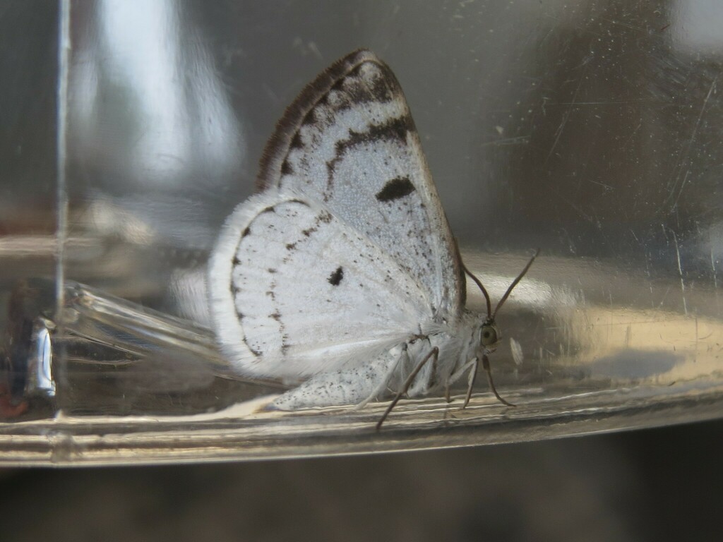 Bluish Spring Moth from Smyth County, VA, USA on May 18, 2023 at 01:44 ...