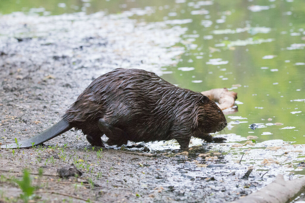 American Beaver from High Park-Swansea, Toronto, ON, Canada on May 18 ...