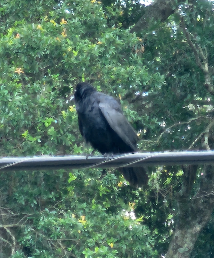 Crows and Ravens from Fort Caroline Shores, Jacksonville, FL 32225, USA ...