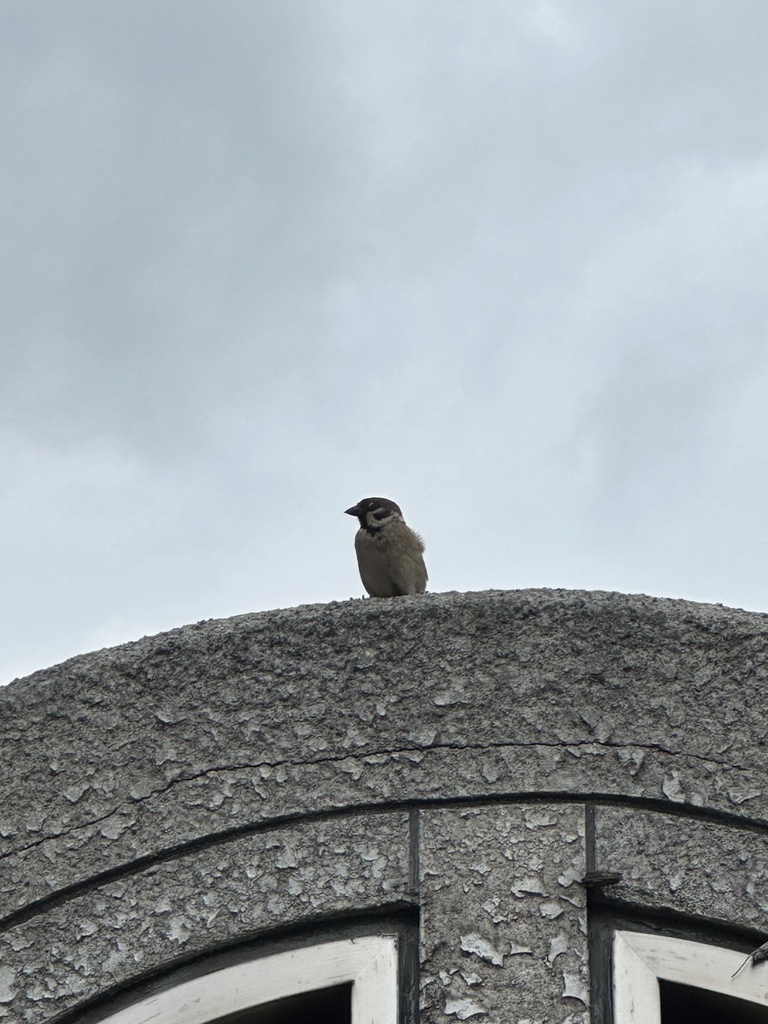 Passer montanus saturatus from Jingumae 1-Chōme, Shibuya, Tokyo, JP on ...