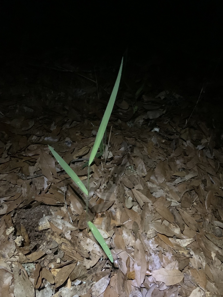 Perennial Goobergrass from Melrose, FL, US on May 18, 2023 at 09:23 PM ...