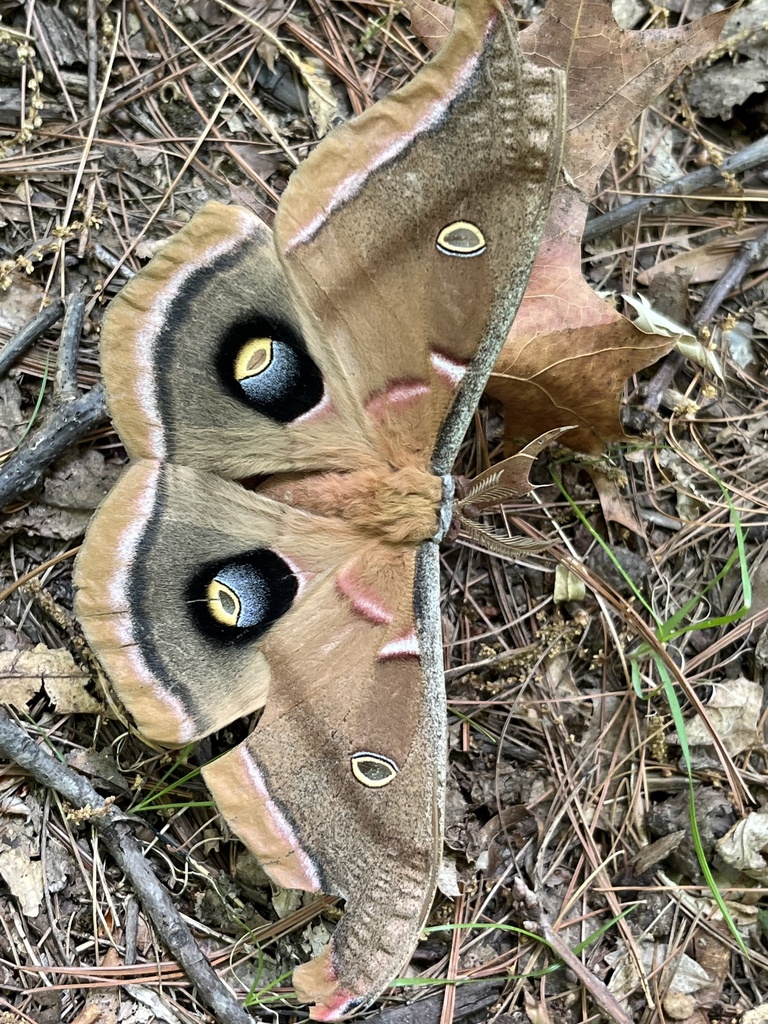 Polyphemus Moth from Lakespray Way, Reston, VA, US on May 18, 2023 at ...