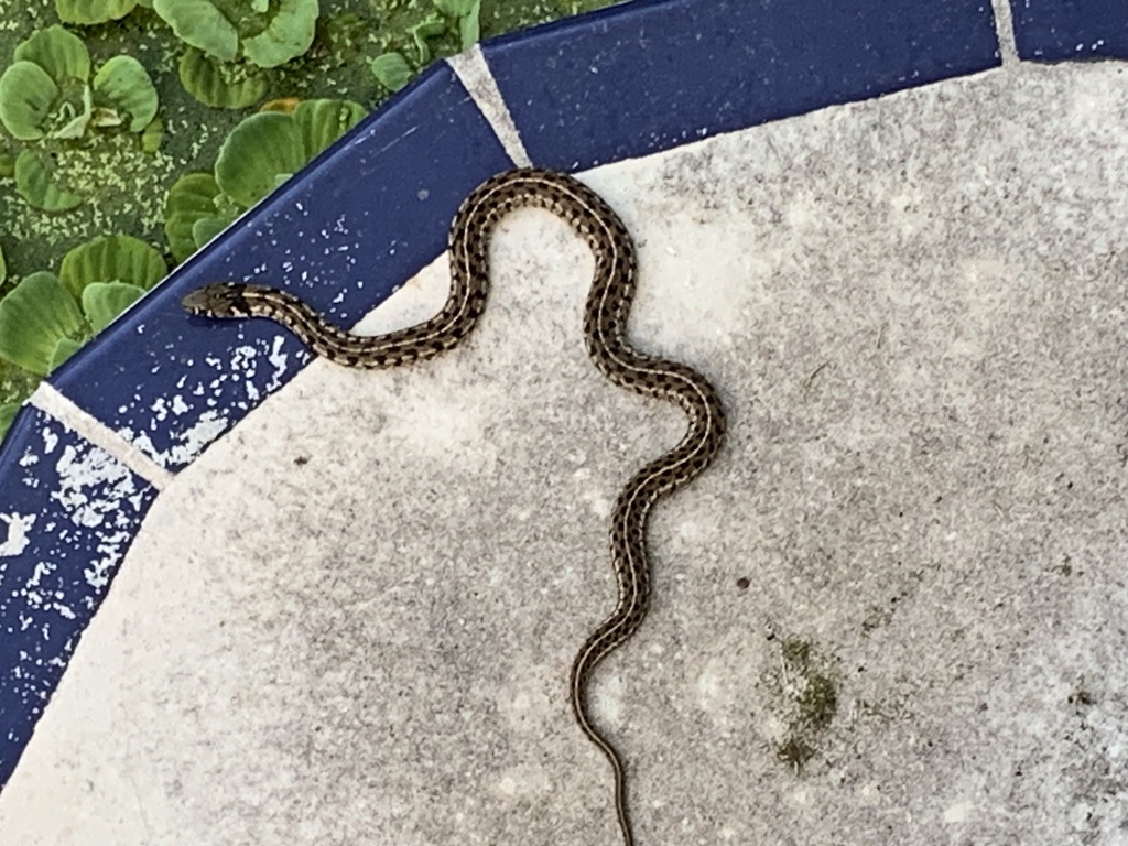 Checkered Garter Snake from FM-812, Dale, TX, US on May 11, 2023 at 07: ...