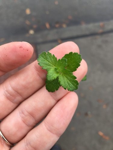 Observations by emmarb · iNaturalist.org