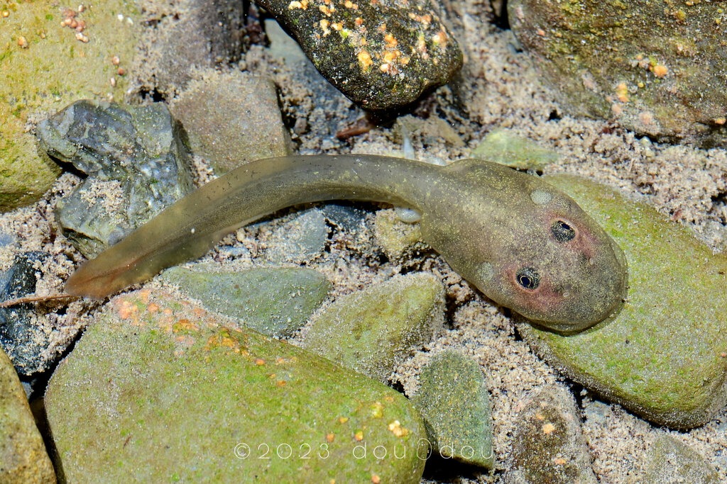 Amolops from 中国湖北省神农架林区 on May 1, 2023 at 08:53 PM by Fan Gao · iNaturalist