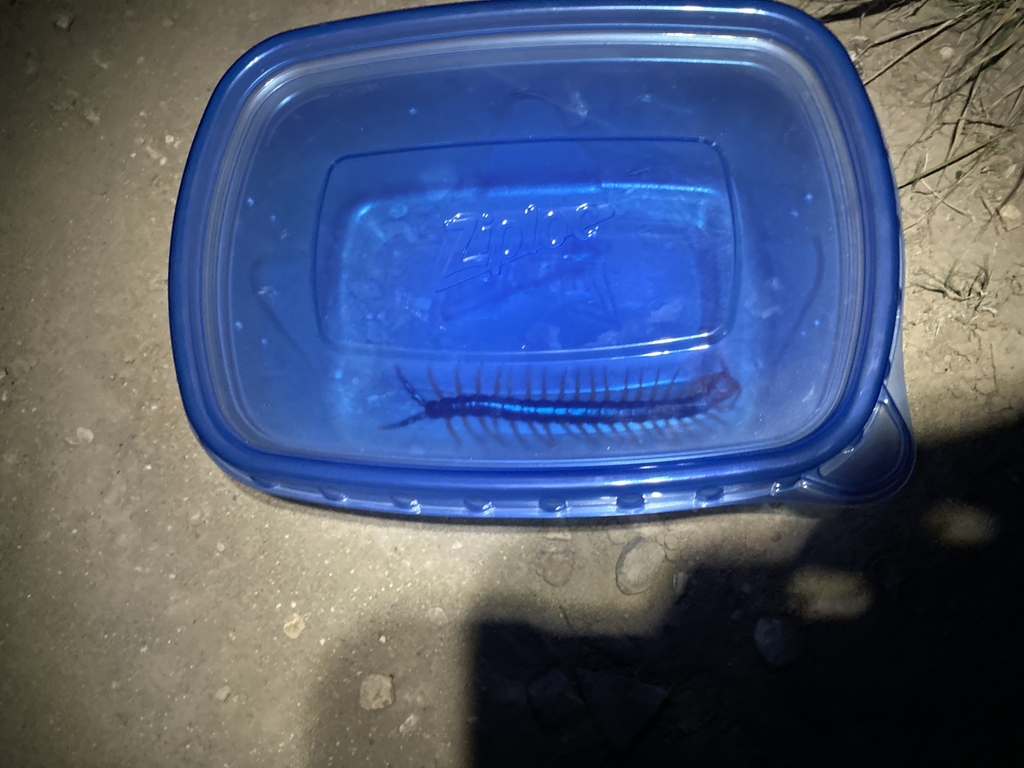 Giant Desert Centipede in September 2022 by creaturecrew. Incredible ...