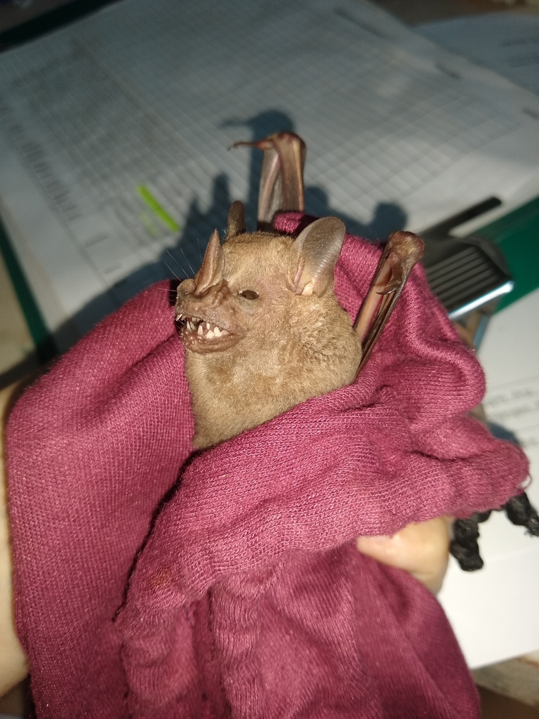 Brown Fruit-eating Bat from Meta, CO on May 17, 2023 at 10:44 AM by ...
