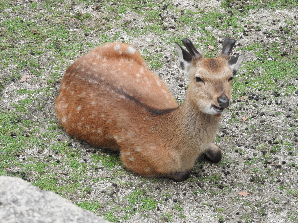 Sika Deer from Miyajimacho, Hatsukaichi, Hiroshima 739-0588, Japan on ...