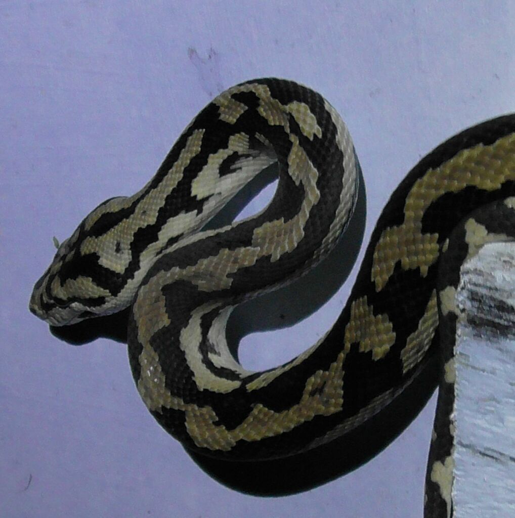 Jungle Carpet Python from Watsonville QLD 4887, Australia on September ...