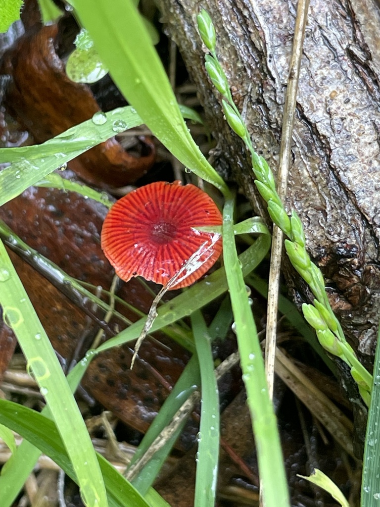 ruby bonnet from Humphries Rd, Frankston South, VIC, AU on May 19, 2023 ...