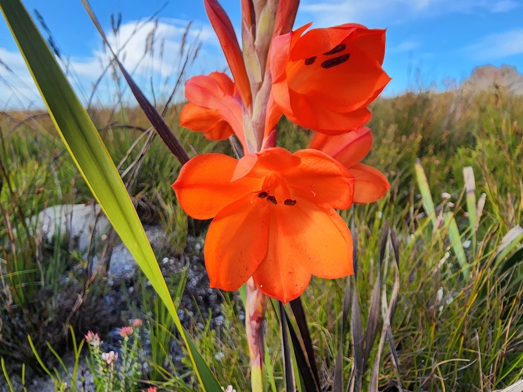 Mountain Watsonia from Overstrand Local Municipality, South Africa on ...