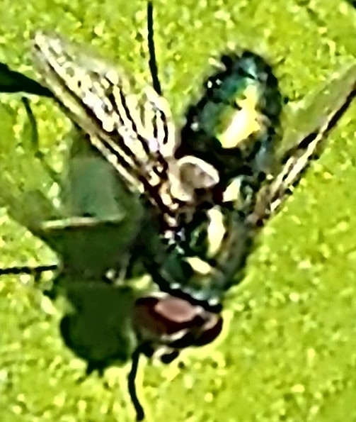 Greenbottle Flies from 3010 Leuven, België on May 19, 2023 at 09:28 AM by Lore Raes · iNaturalist