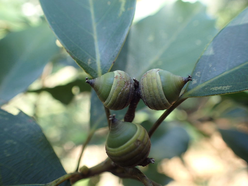 ring-cupped oak from 305新竹縣新埔鎮巨埔里飛龍步道 on October 1, 2020 at 01:01 PM by ...