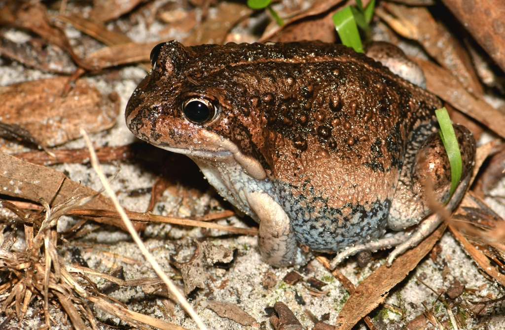 Eastern Banjo Frog from Cranbourne South VIC 3977, Australia on May 15 ...