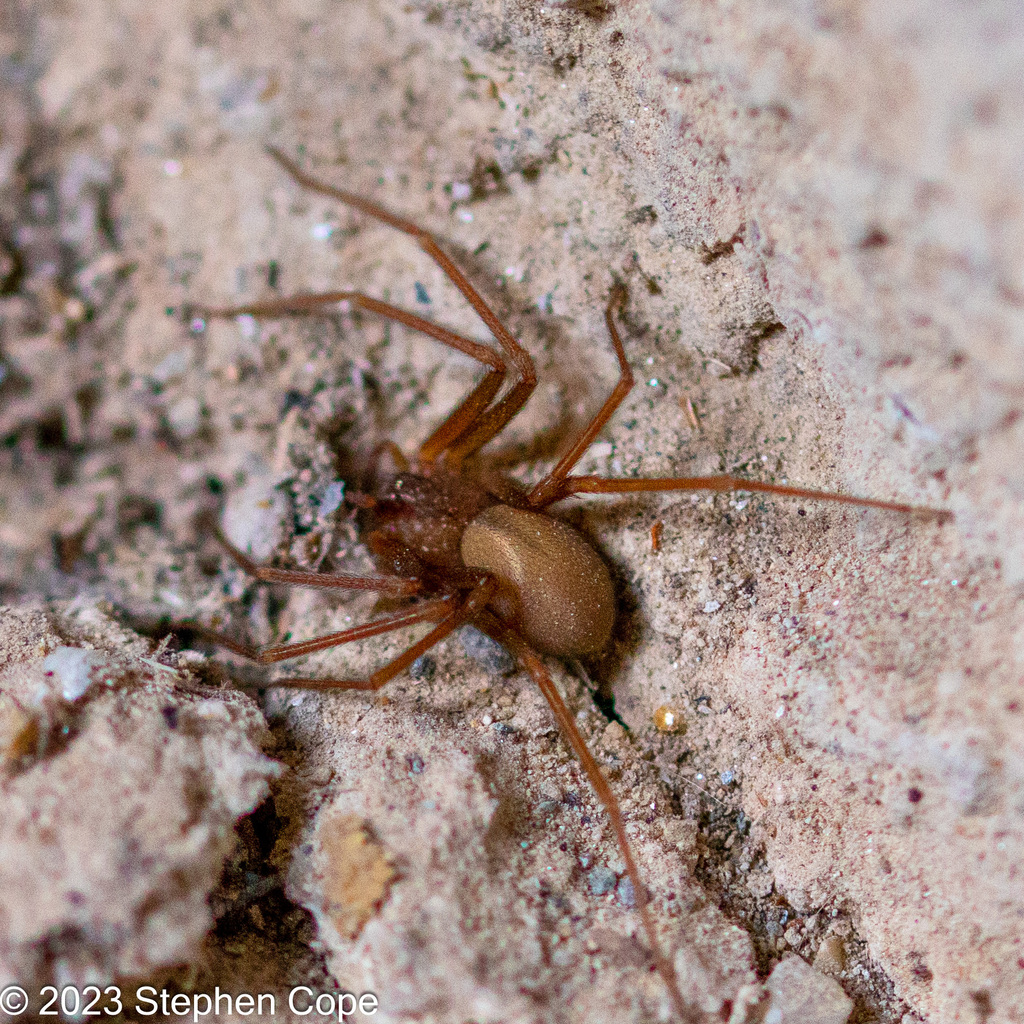 Mediterranean recluse from oria andalucia spain on March 26, 2023 at 09 ...