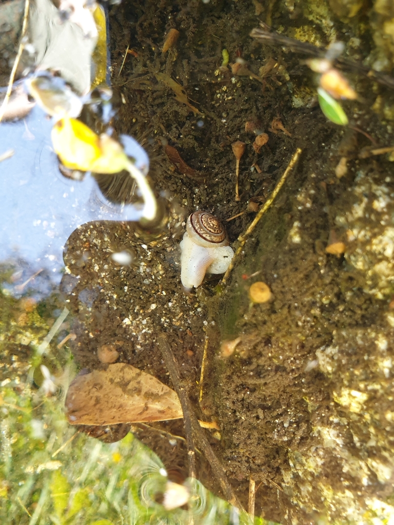 Helicoid Land Snails from Castro Laboreiro, 4960, Portugal on May 18 ...