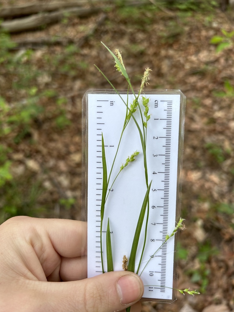 slender woodland sedge from Long Island, Northport, NY, US on May 19 ...