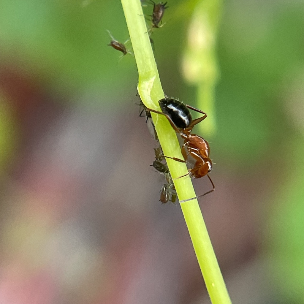 Deceptive Carpenter Ant in May 2023 by Sharon Watson · iNaturalist