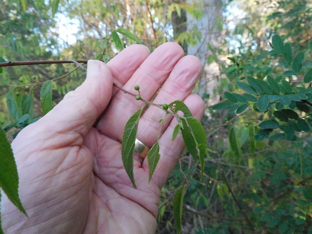 Nettle Tree from Kurrajong NSW 2758, Australia on May 19, 2023 at 03:54 ...