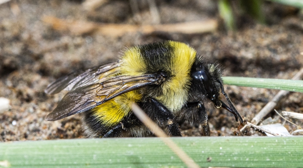 Lanzhou Bumble Bee from 中国青海省海东市互助土族自治县 on May 19, 2023 at 03:40 PM by ...